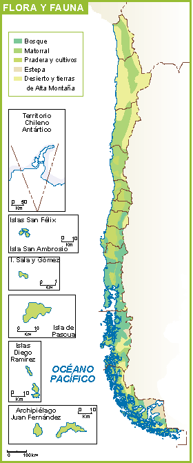 Chile mapa flora fauna | Vector maps
